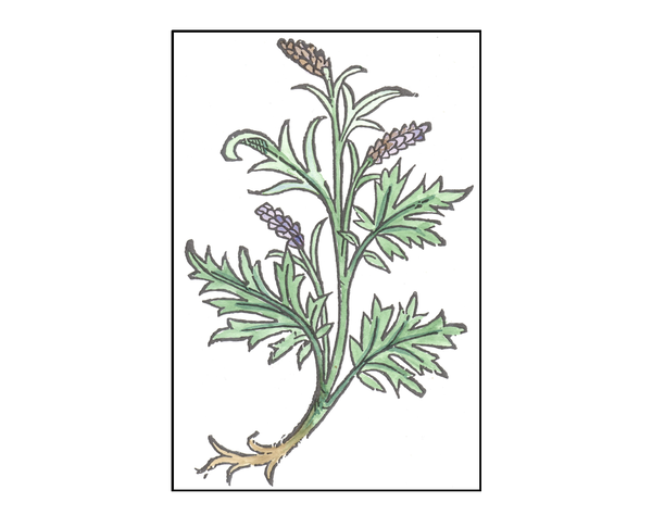 L'armoise commune - Artemisia vulgaris - d'avant-hier à aujourd'hui ...